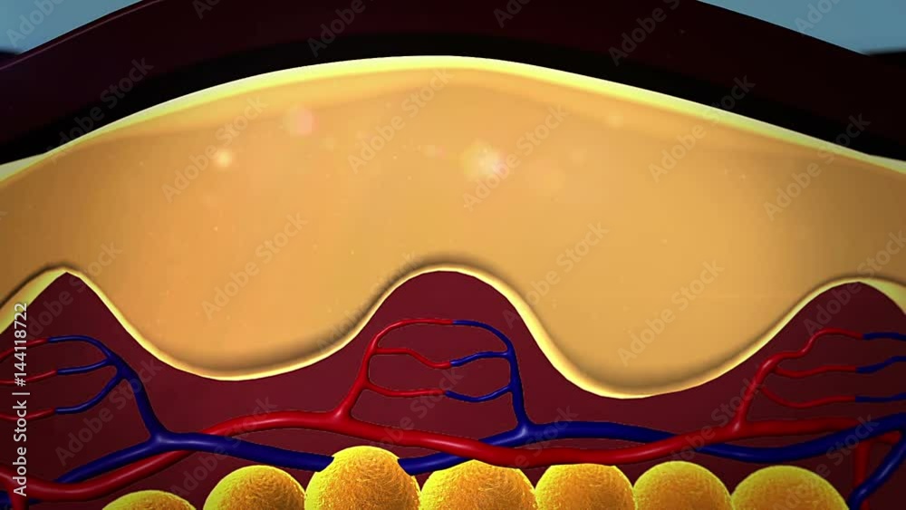 fat cells, subcutaneous fat, illustration of human leather anatomy, fat ...