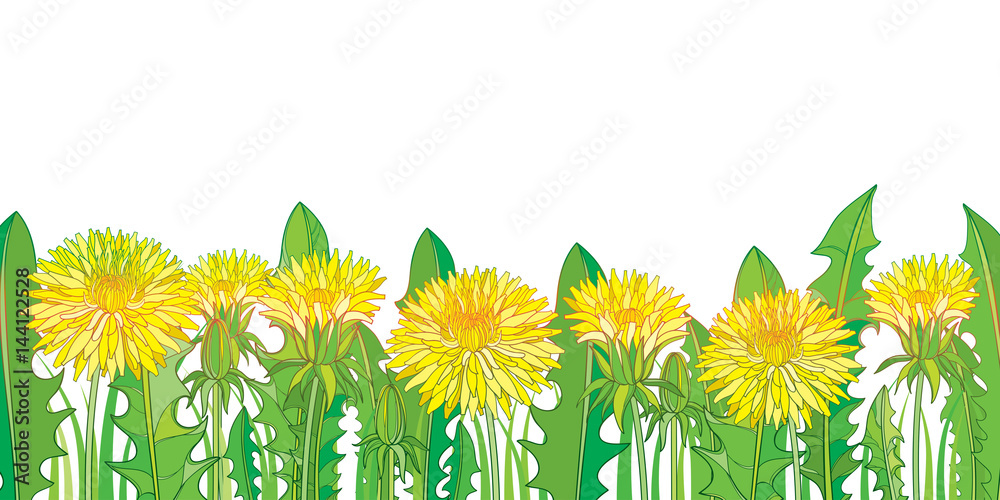 Vector horizontal border with outline yellow Dandelion or Taraxacum ...