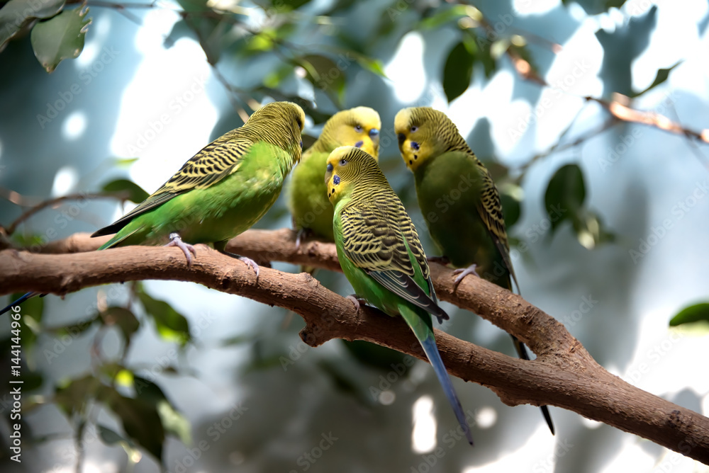 Four Parakeets Having a Meeting Stock Photo | Adobe Stock