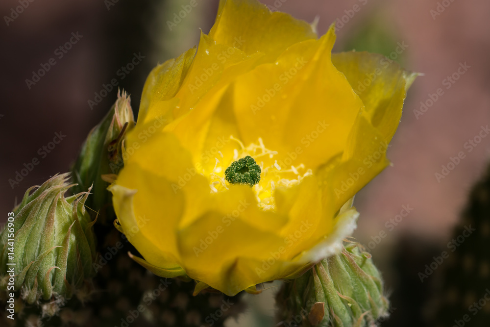 Name Of Yellow Cactus