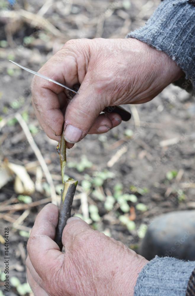 Old Gardener Preparing Apple Tree Branch for Grafting with Knife. Old ...