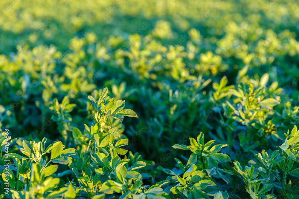 culture alfalfa field at spring Stock Photo | Adobe Stock