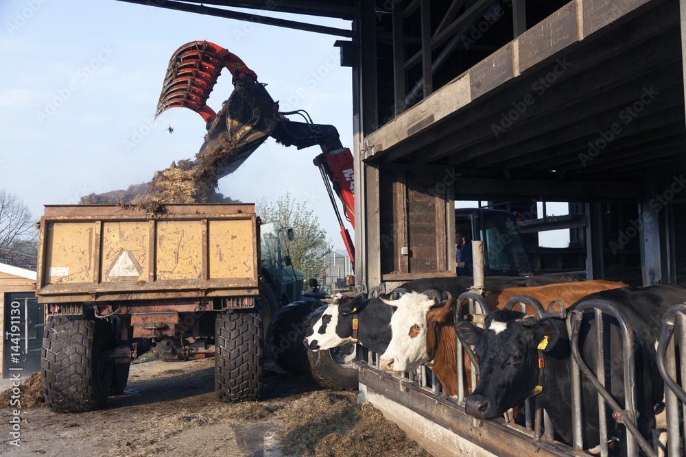 manure is being loaded on cart behind tractor on organic cattle farm ...
