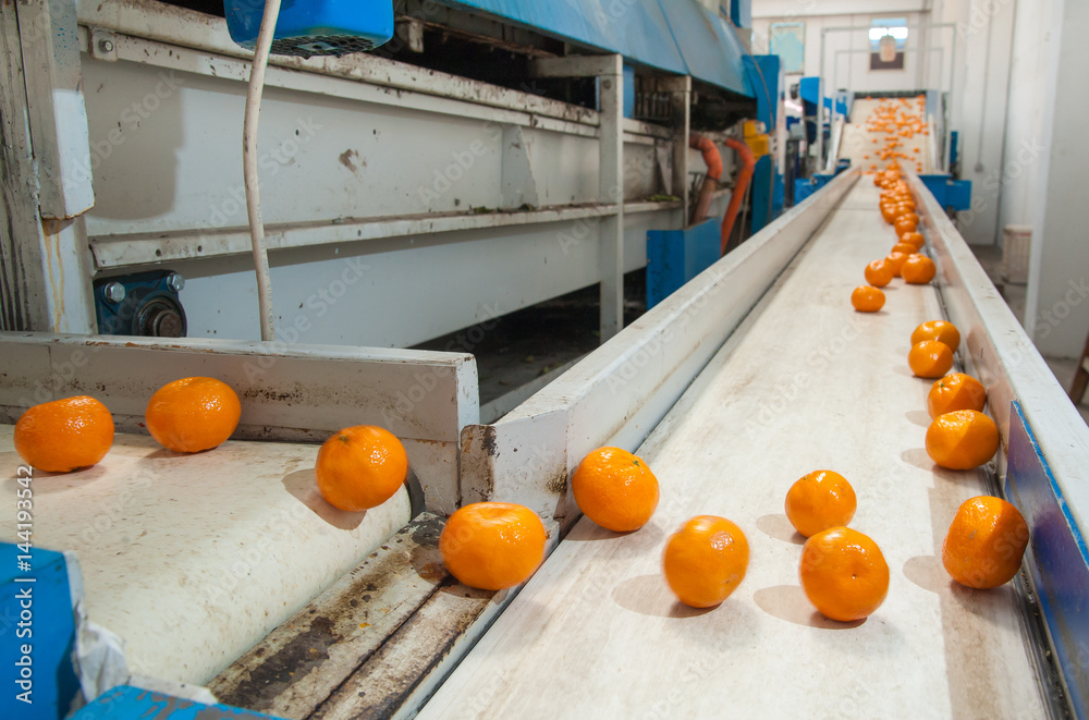 The working of citrus fruits: sicilian tangerins after the waxing ...