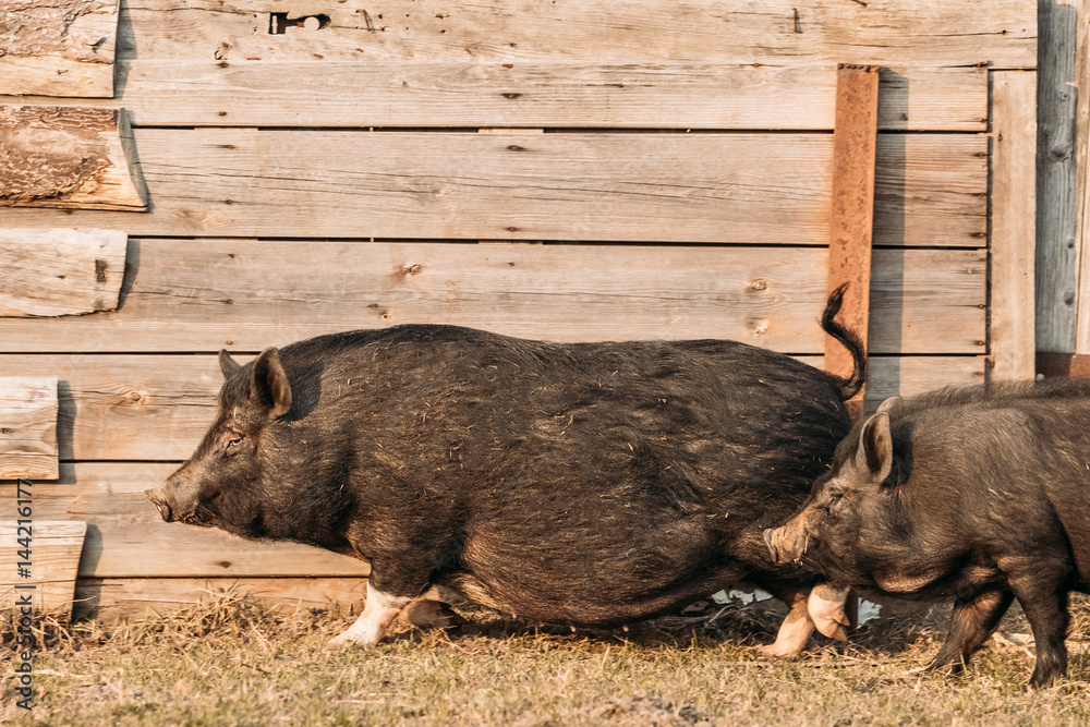 Two Pigs Running In Farm Yard. Pig Farming Is Raising And Breeding ...