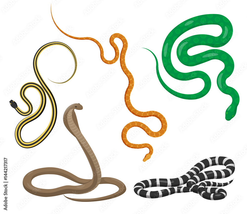 Slither Snakes Top View Vector Icons Set Stock Vector | Adobe Stock