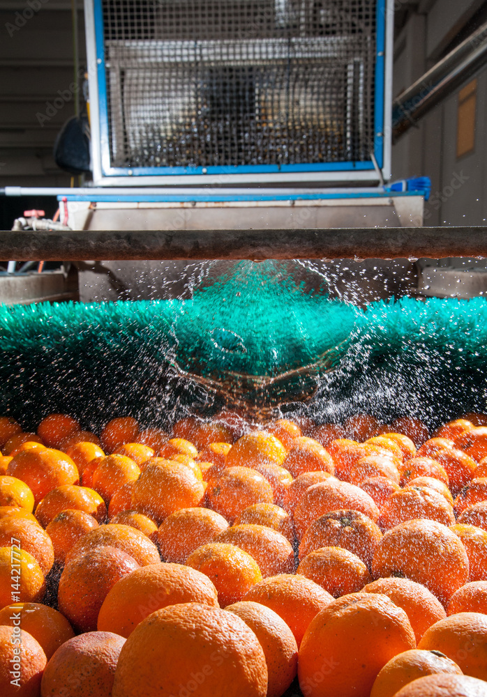 The process of washing and cleaning of citrus fruits in a modern ...