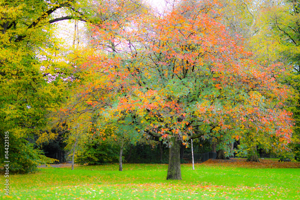 quercia foto de Stock | Adobe Stock