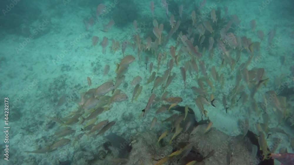 Schools of tropical fish swimming around a coral reef in Riviera Maya ...