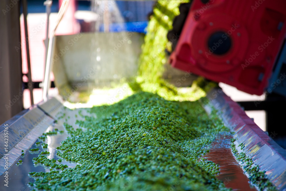Working process of the production of green peas on cannery. Movement on ...