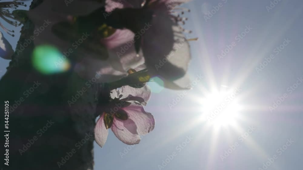 Flares and clear blue sky and deciduous peach fruit tree flowers 4K ...