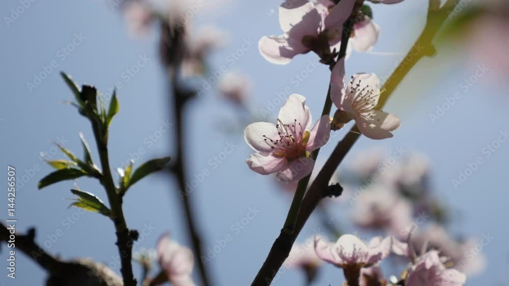 Deciduous peach fruit tree against blue sky 4K 2160p 30fps UltraHD ...