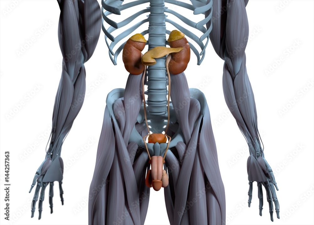 Kidneys and reproductive system. Male human anatomy. 3d illustration ...