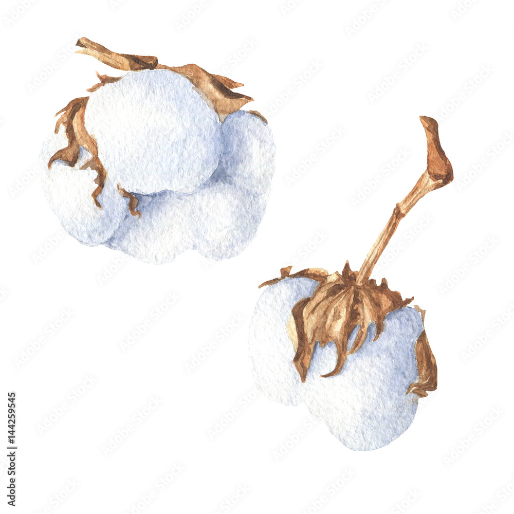Watercolor cotton isolated on white background, hand drawn realistic ...