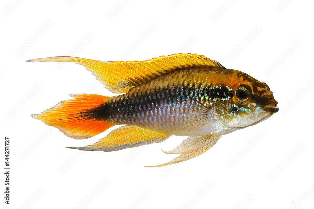 Agassiz's dwarf cichlid Apistogramma Agassizii aquarium fish Stock ...