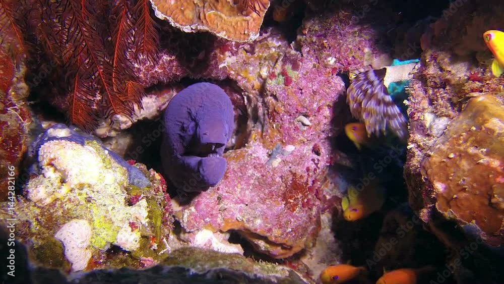 Underwater Gaint Moray and Tube Worm. Picture of underwater gaint moray ...