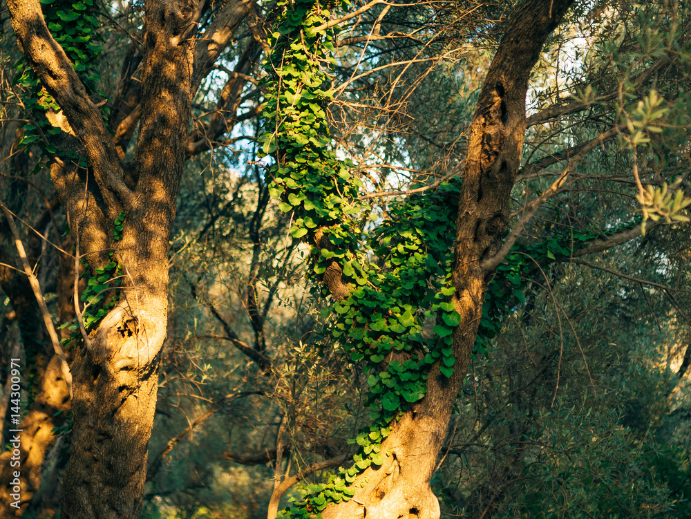 Trees overgrown with ivy. Texture of wild plants in the forest. Stock ...