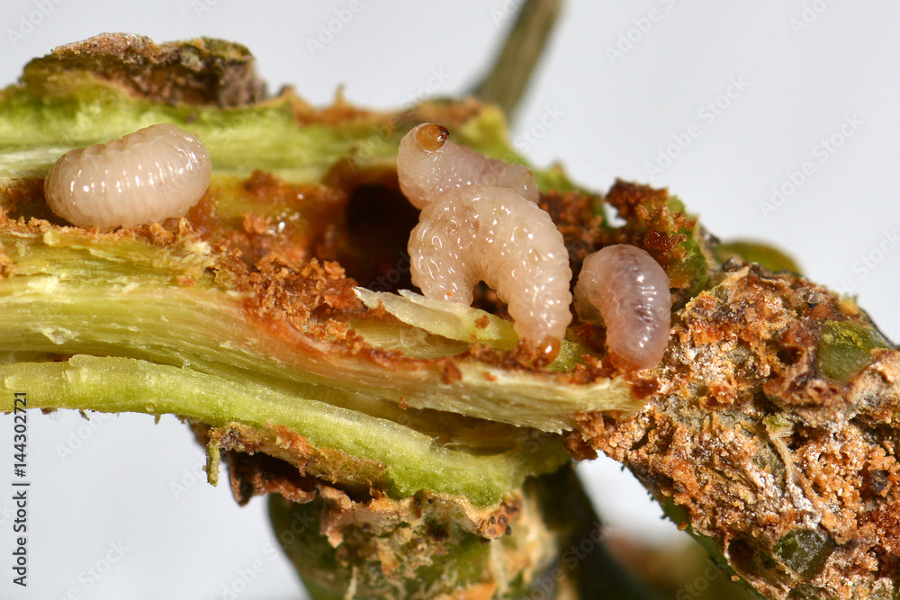 Larves de charançon du bourgeon terminal sur colza Stock Photo | Adobe ...