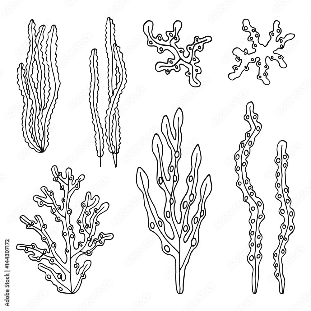 Seaweed kelp. Laminaria vector illustration Stock Vector | Adobe Stock