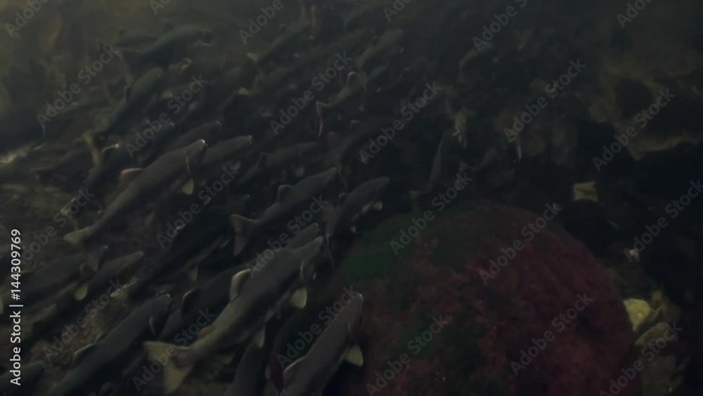 School of salmon fish swim to spawn underwater in ocean of Alaska ...