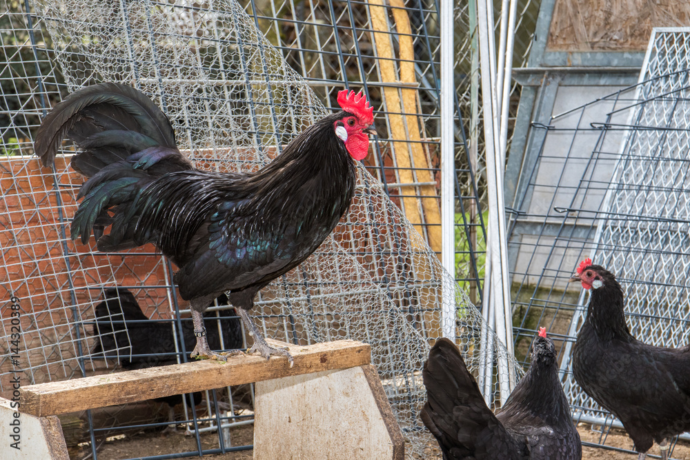 Augsburger Huhn Stock-Foto | Adobe Stock