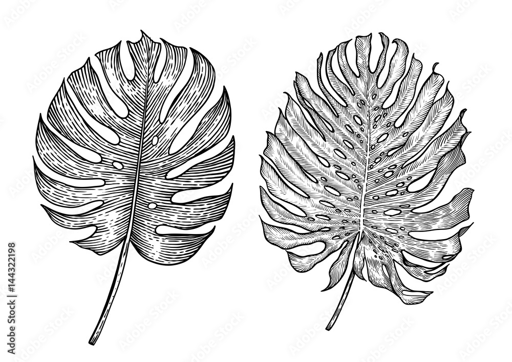 Monstera leaf illustration, drawing, engraving, ink, line art, vector ...