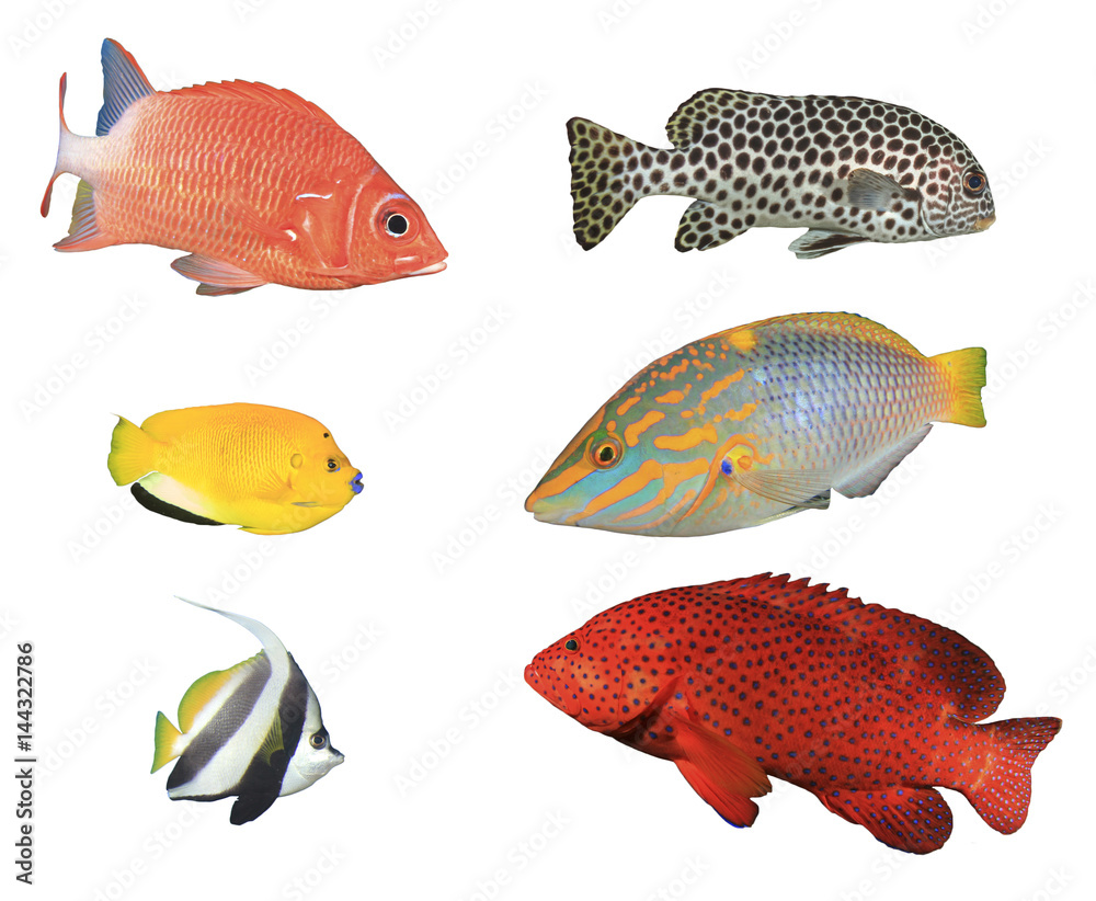 Reef fish isolated on white background. Squirrelfish, Sweetlips ...