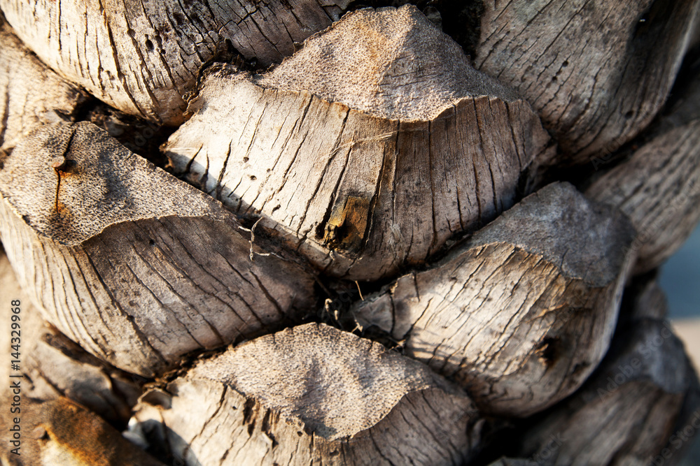 Palm Tree Trunk Pattern