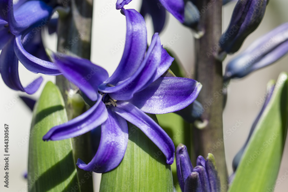Blue hyacinth flowers. Stock Photo | Adobe Stock