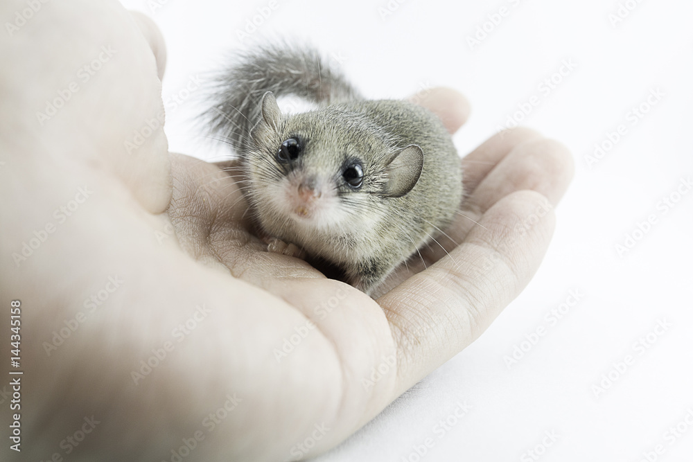 Pygmy Koala