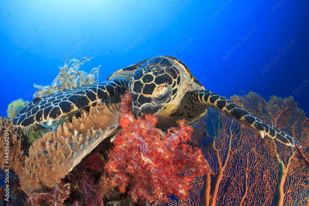 Hawksbill Sea Turtle Eating