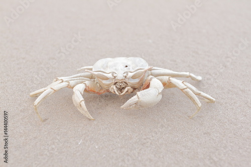 Crab Skeleton