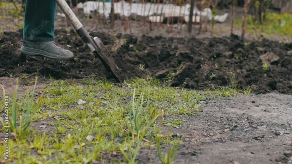 The man in the garden with a shovel digging a hole in the ground Stock ...