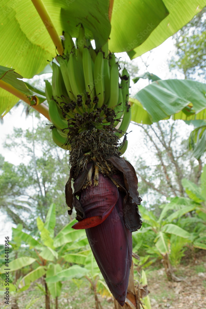 Bananenblüte und Früchte an einem Bananenbaum Stock-Foto | Adobe Stock