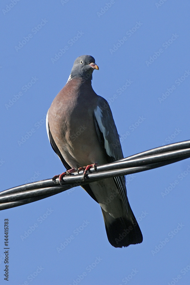 Columba palumbus / Pigeon ramier / Palombe Stock Photo | Adobe Stock