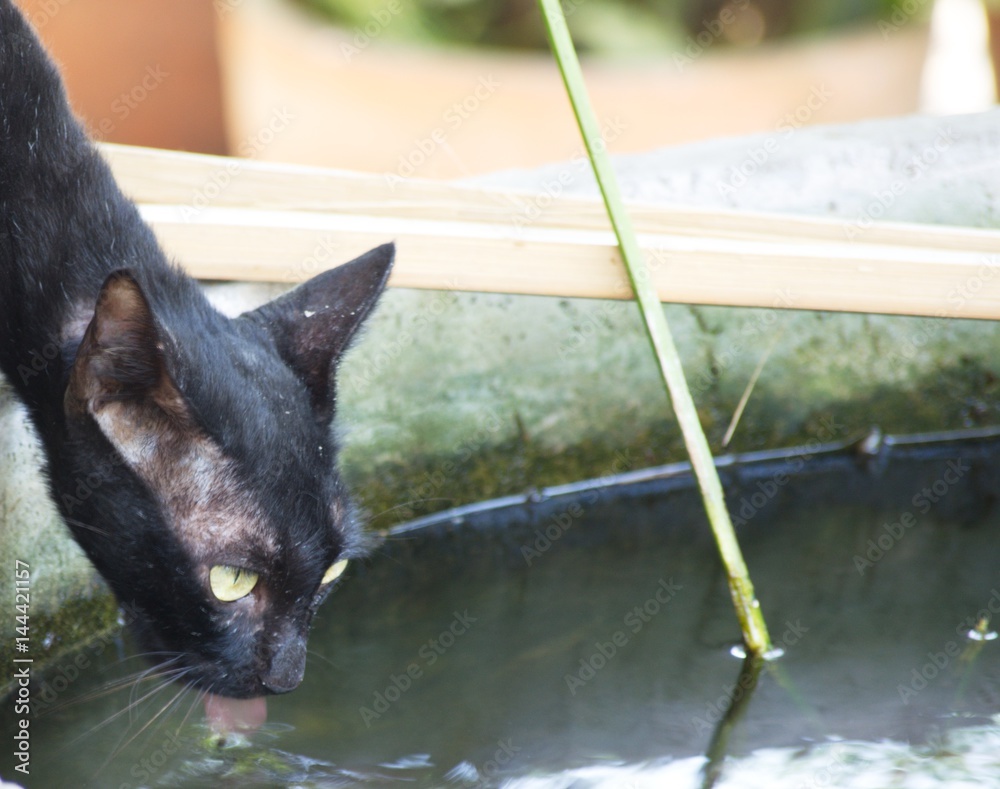 Black cat is drinking water in a basin. Stock Photo | Adobe Stock