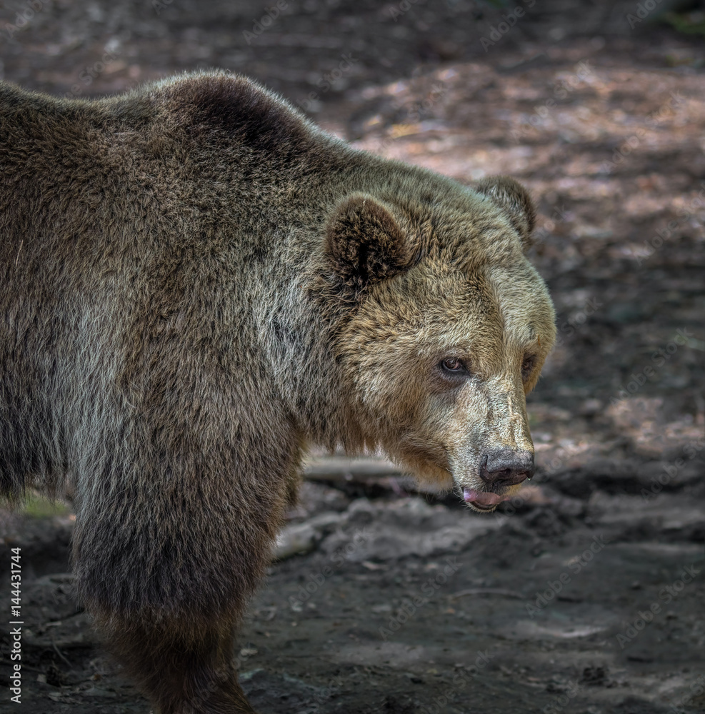 The head of a large brown bear. The Dancing Bears Reserve was founded ...