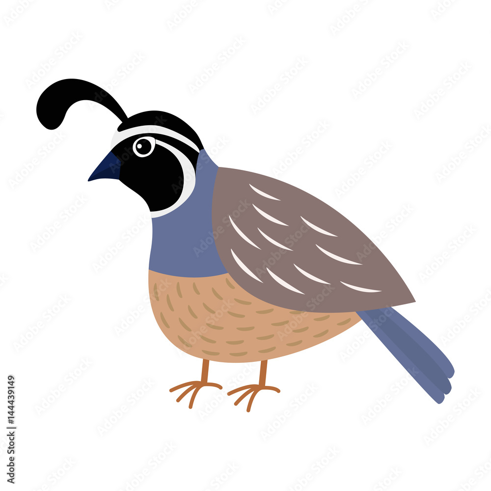 Quail Cartoon Character
