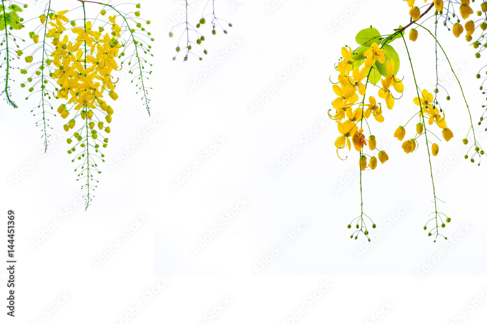 Golden shower flowers , Cassia fistulosa tree flowers , summer flowers in songkran, festival in ...