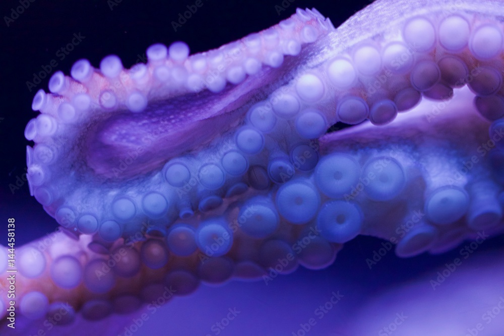 Octopus Tentacles Stock Photo | Adobe Stock