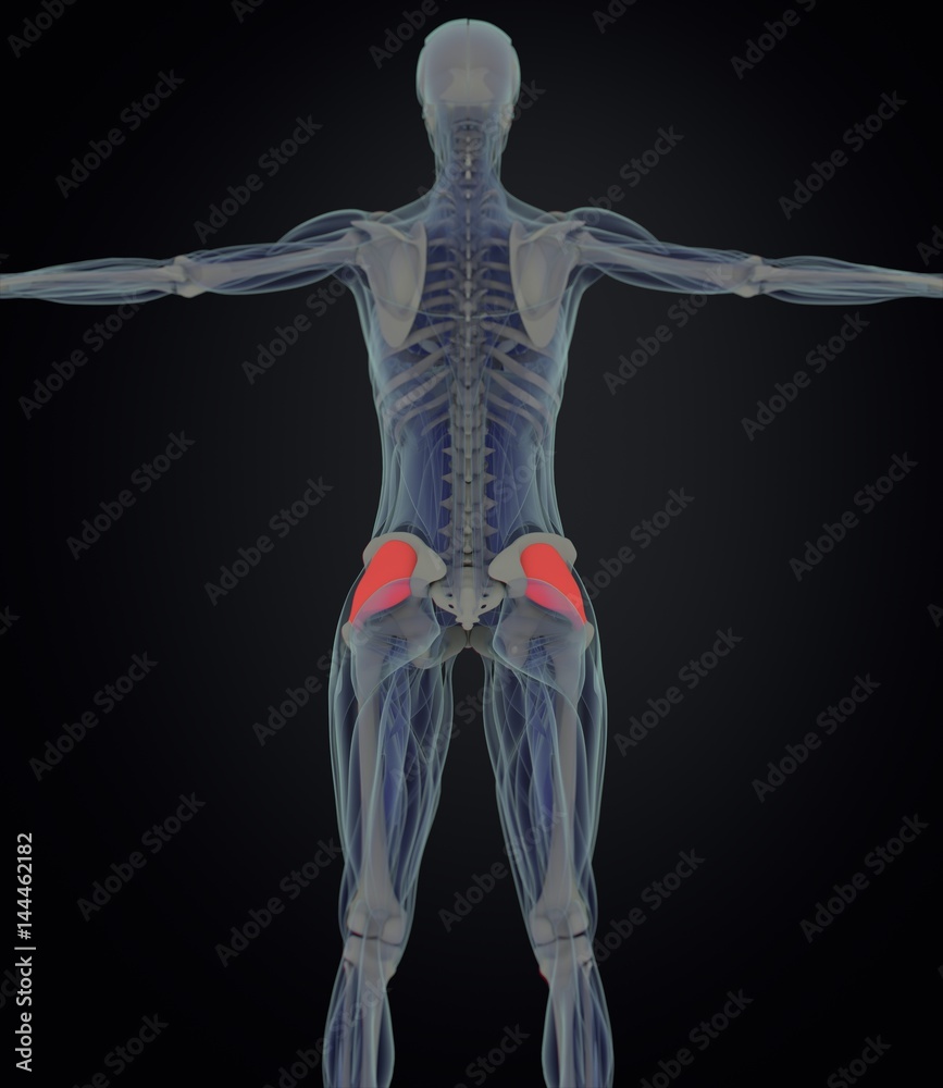 Tensor Fascia Latae. Female anatomy hip muscle. 3d illustration Stock ...