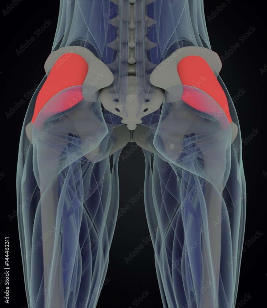 Tensor Fascia Latae. Female anatomy hip muscle. 3d illustration ...