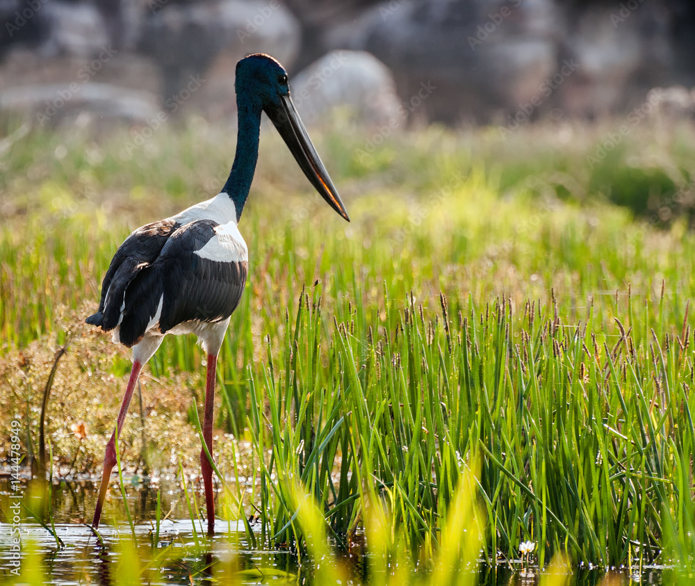 Jabiru bird by the Yellow River. Kakadu national park, Australia Stock ...