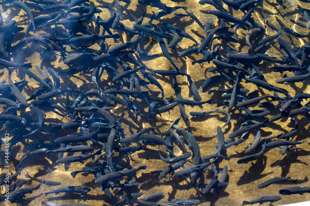 Thick trout at a fish hatchery in Durango, Colorado Stock Photo | Adobe ...