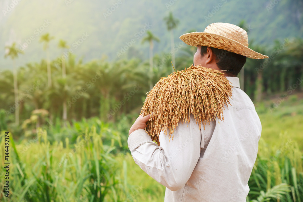 Thai farmer holding rice tree in rice field. Thailand. Agriculture ...