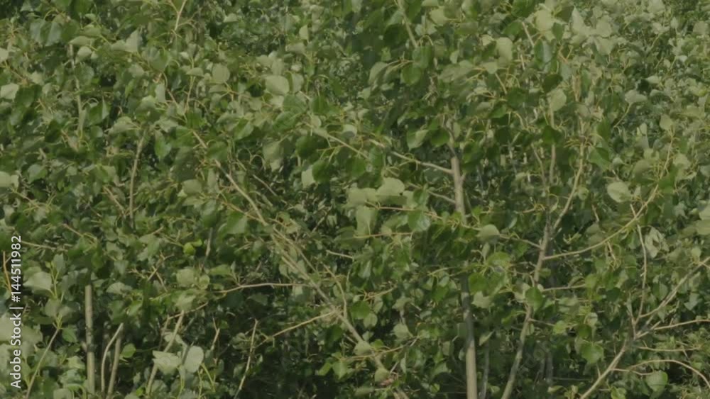 Japanese fast-growing poplar Populus nigra x Populus maximowiczii, fast ...