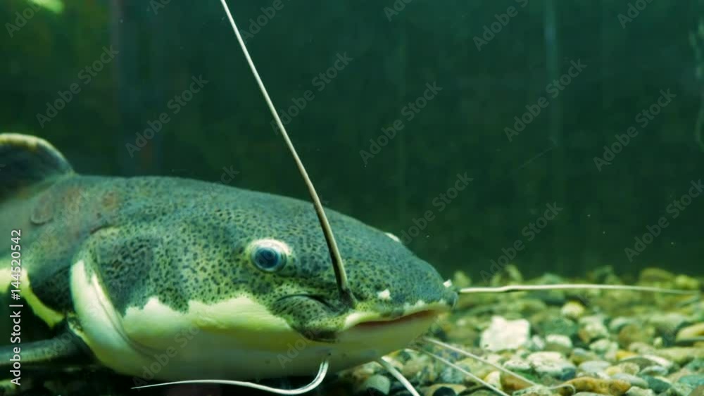 Aquarium fish. Clarias gariepinus or African sharptooth catfish in ...