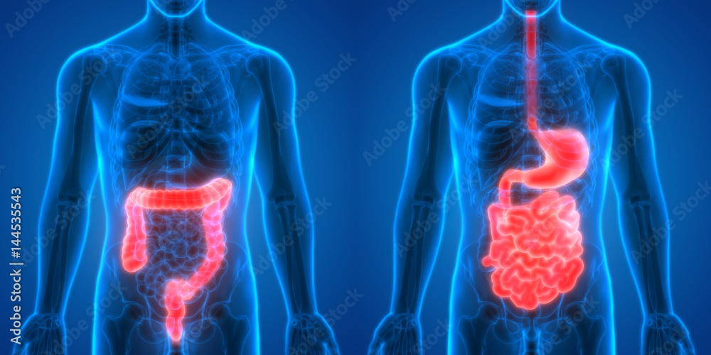 Human Digestive system Anatomy (Large and Small intestine with Stomach ...