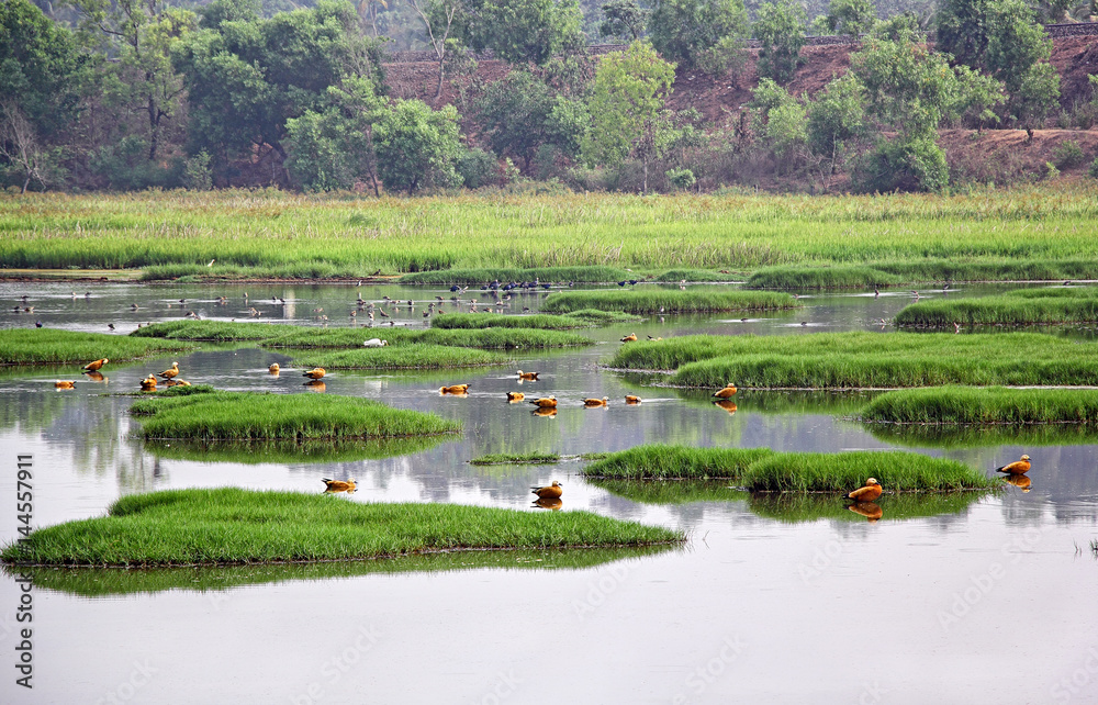 Beautiful Marsh Wetland