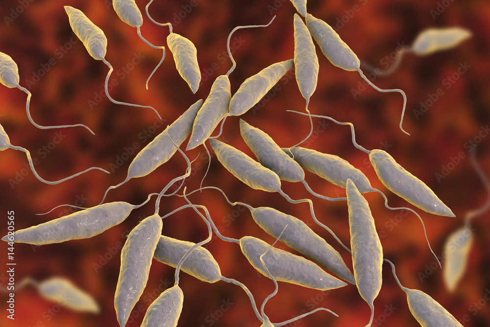 Promastigotes of Leishmania parasite which cause leishmaniasis, 3D ...